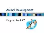 PPT - ANIMAL GROWTH AND DEVELOPMENT PowerPoint Presentation, free ...