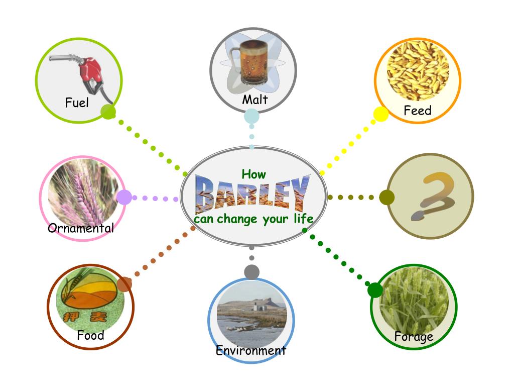 PPT - Barley Seeds: A Tale of 2-Row vs. 6-Row, Winter vs. Spring, Malt ...