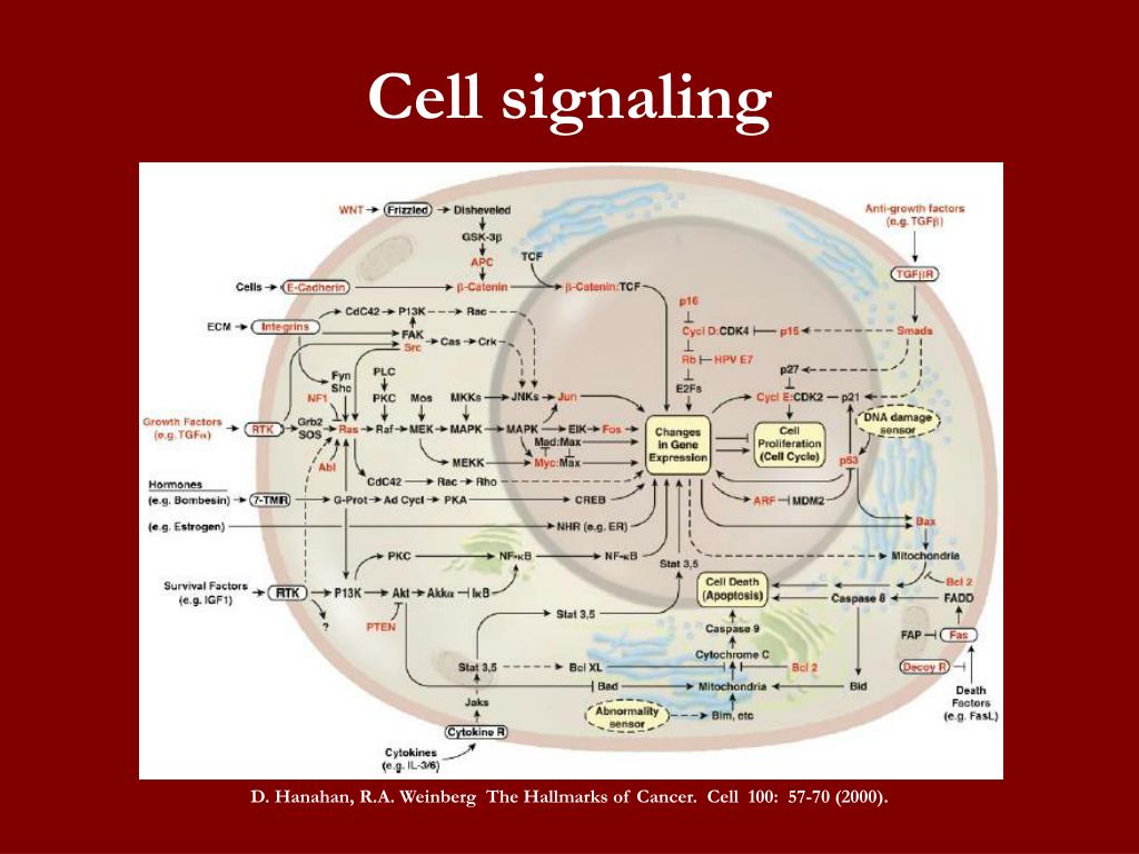 PPT - Cell signaling PowerPoint Presentation, free download - ID:6555396