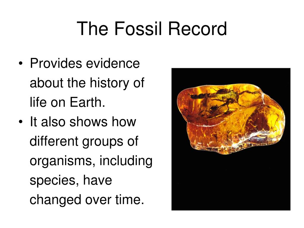 PPT - The Fossil Record PowerPoint Presentation, free download - ID:6556989
