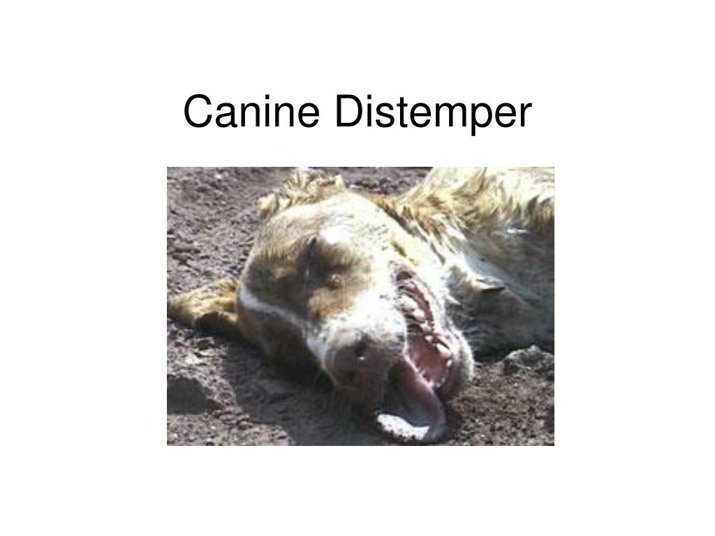 PPT - Canine Distemper PowerPoint Presentation, free download - ID:6565296