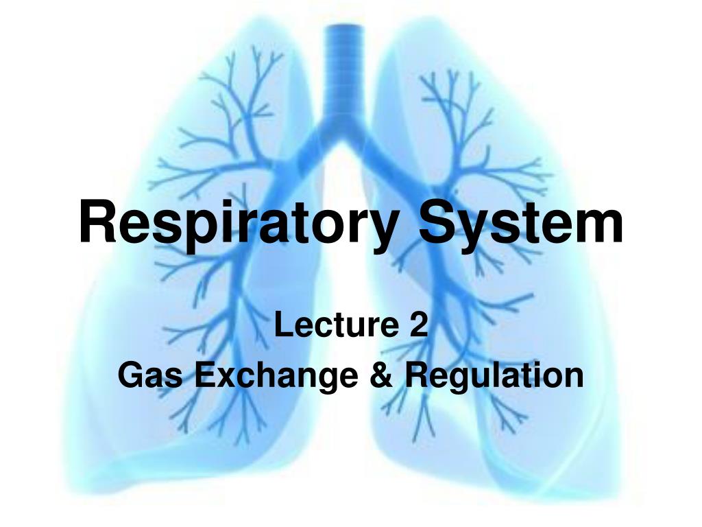 PPT - Respiratory System PowerPoint Presentation, free download - ID ...