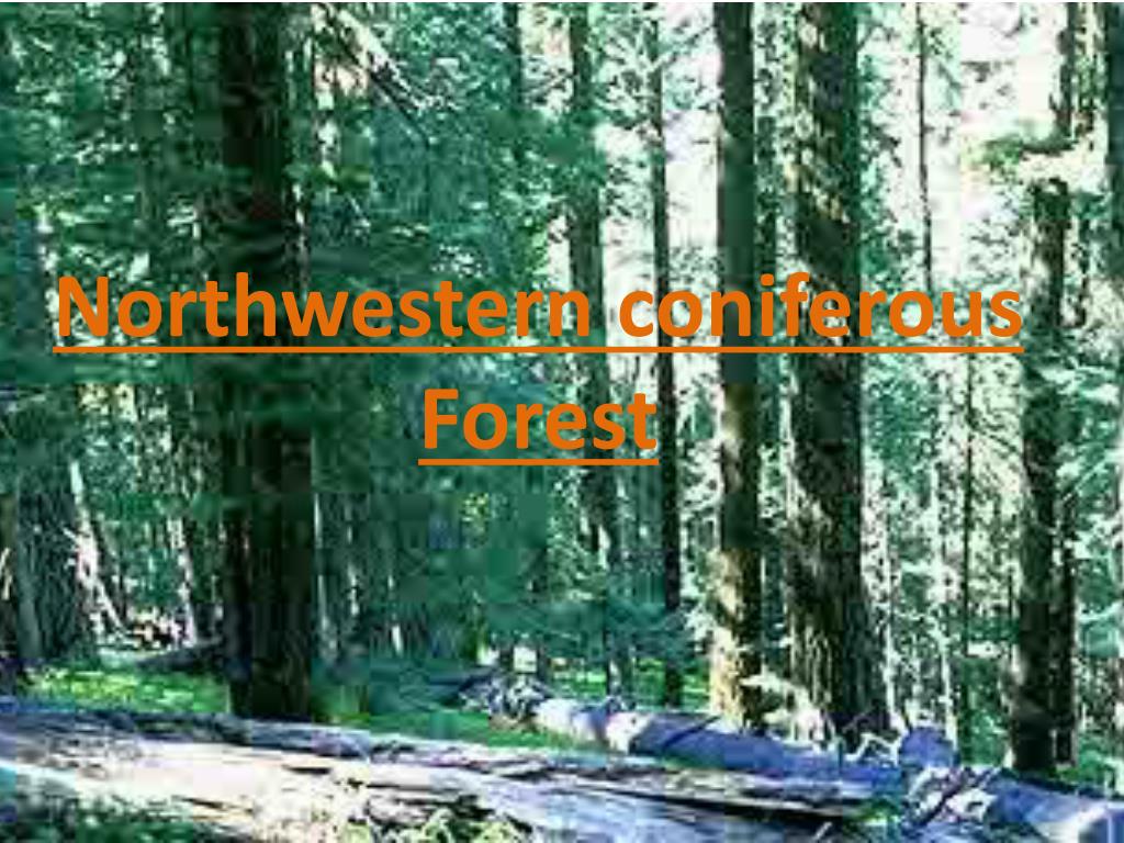 PPT - Northwestern coniferous Forest PowerPoint Presentation, free ...