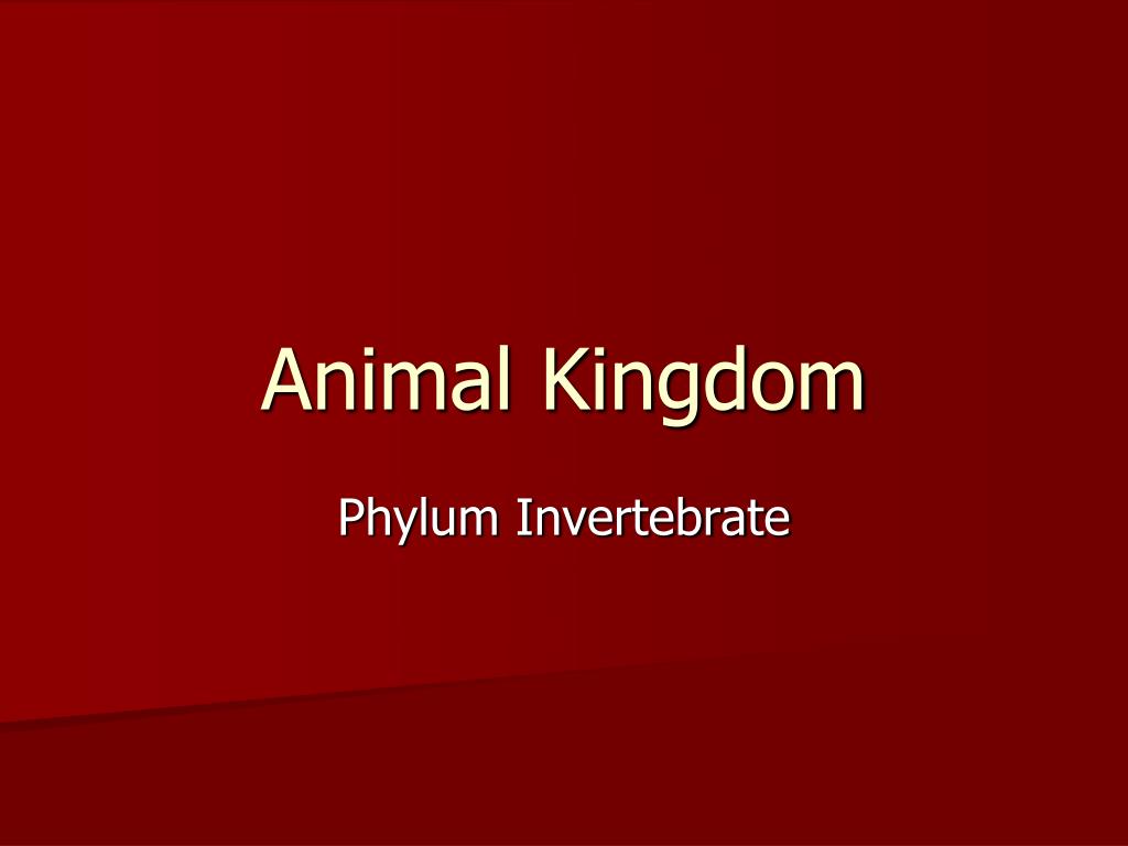PPT - Animal Kingdom PowerPoint Presentation, free download - ID:6575413