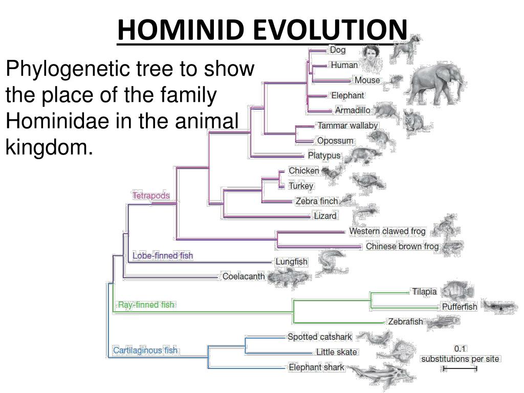 PPT - HOMINID EVOLUTION PowerPoint Presentation, free download - ID:6580195