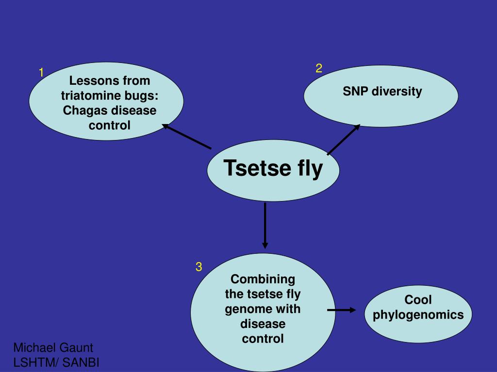 PPT - Tsetse fly PowerPoint Presentation, free download - ID:6580520