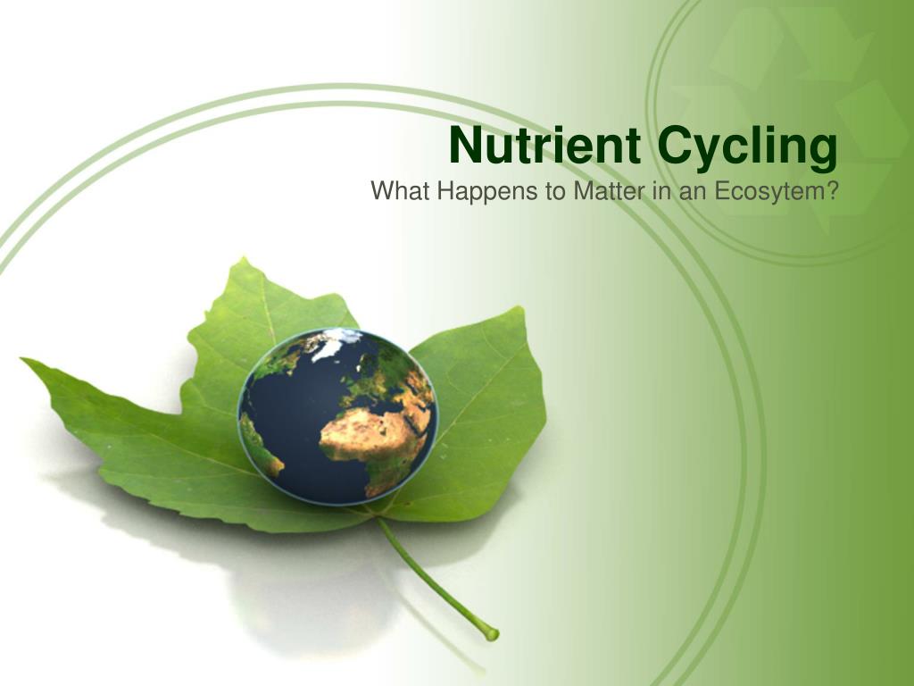 PPT - Nutrient Cycling PowerPoint Presentation, free download - ID:6586524