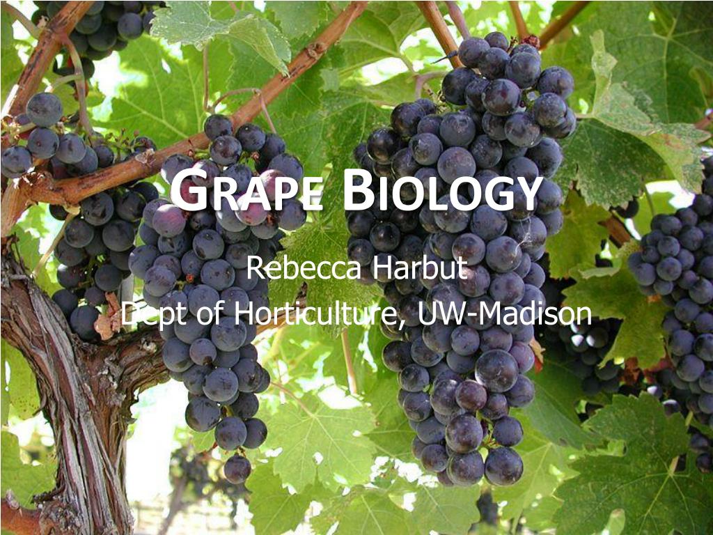 PPT - Grape Biology PowerPoint Presentation, free download - ID:6589713