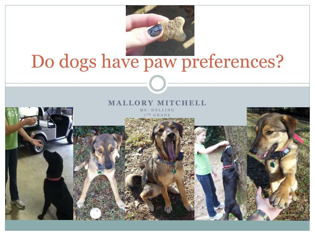 PPT - Do dogs have paw preferences? PowerPoint Presentation, free ...