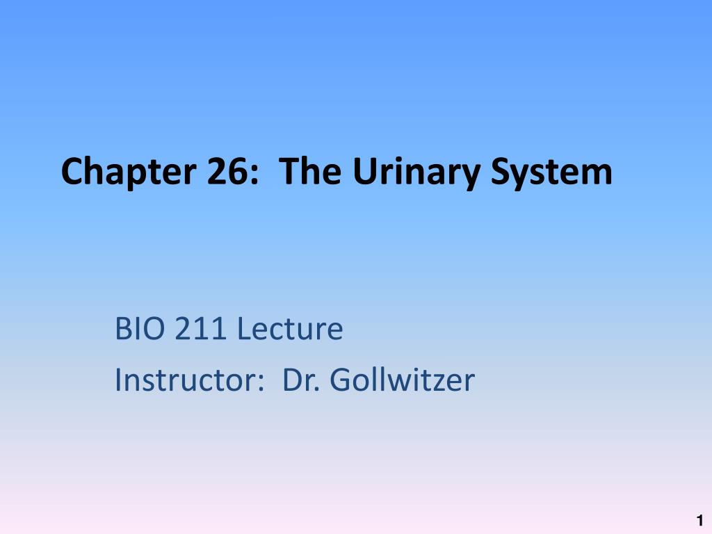 PPT - Chapter 26: The Urinary System PowerPoint Presentation, free ...