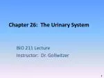 PPT - Chapter 23 The Urinary System PowerPoint Presentation, free ...