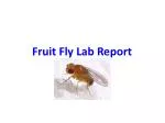 PPT - Fruit Fly Genetics PowerPoint Presentation, free download - ID ...