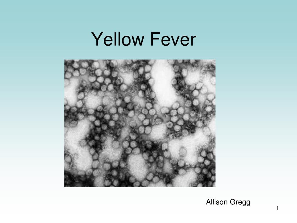 PPT - Yellow Fever PowerPoint Presentation, free download - ID:6600742