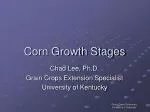 PPT - Corn Growth and Development PowerPoint Presentation, free ...