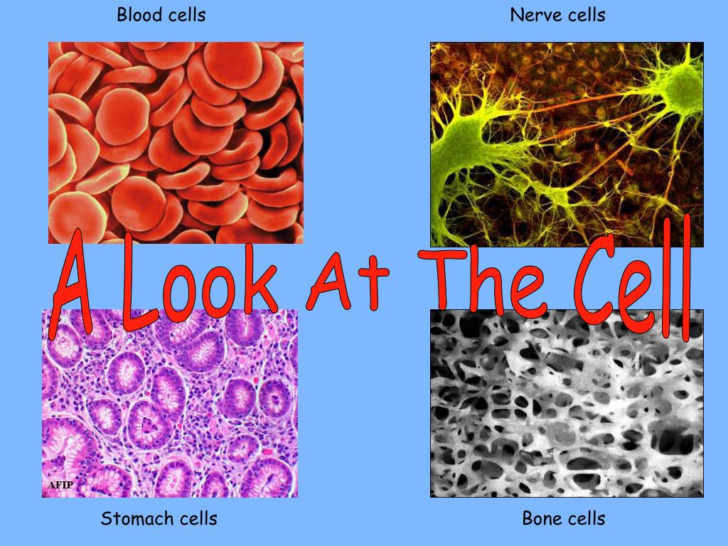 PPT - Explore the Intriguing World of Cell Structures and Functions ...