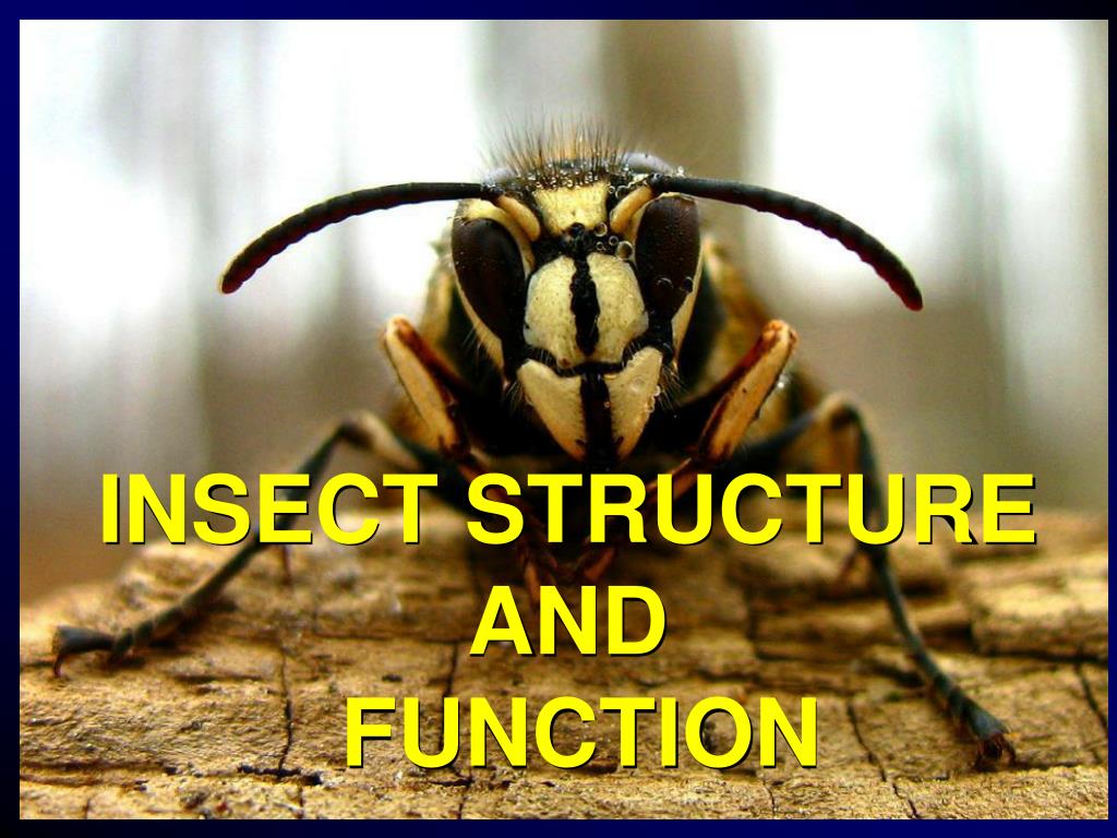 PPT - INSECT STRUCTURE AND FUNCTION PowerPoint Presentation, free ...