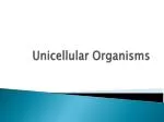 PPT - Unicellular Organisms PowerPoint Presentation, free download - ID ...