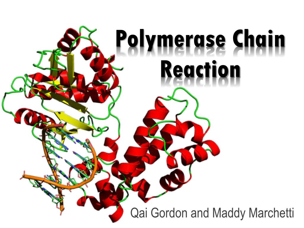 PPT - Polymerase Chain Reaction PowerPoint Presentation, free download ...