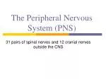 PPT - The Peripheral Nervous System (PNS ) Reflexes PowerPoint ...