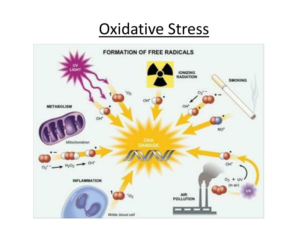 PPT - Oxidative Stress PowerPoint Presentation, free download - ID:6620550