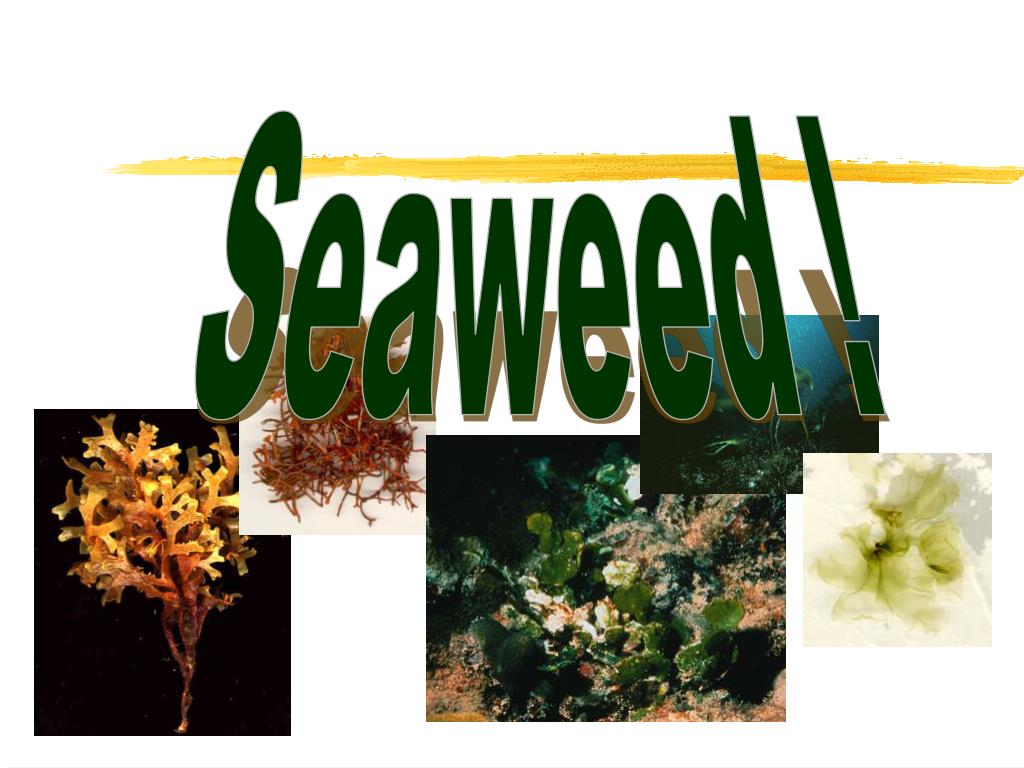 PPT - Seaweed ! PowerPoint Presentation, free download - ID:6622378