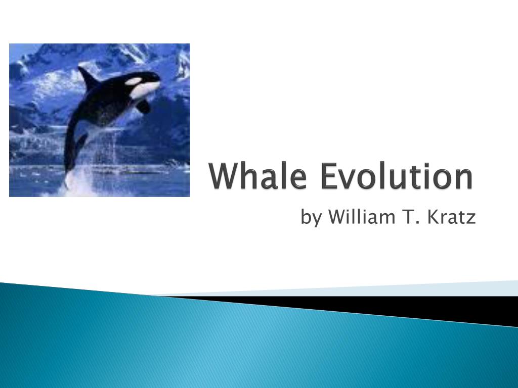 PPT - Whale Evolution PowerPoint Presentation, free download - ID:6625381