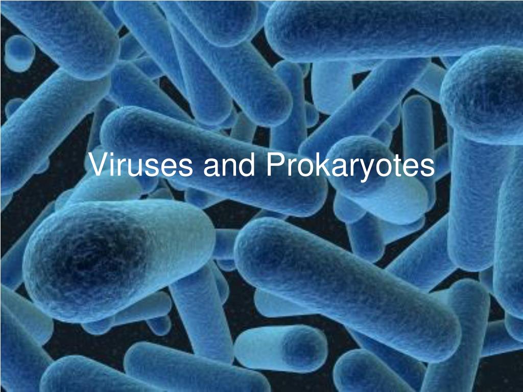 PPT - Viruses and Prokaryotes PowerPoint Presentation, free download ...