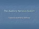 PPT - The Peripheral Auditory System PowerPoint Presentation, free ...