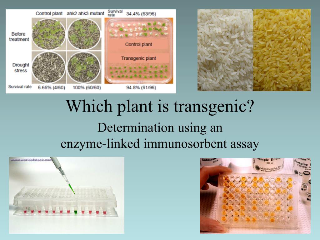 PPT - Which plant is transgenic? PowerPoint Presentation, free download ...