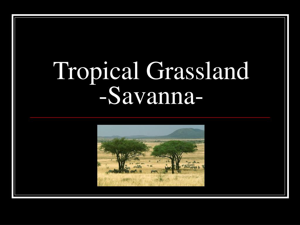PPT - Tropical Grassland -Savanna- PowerPoint Presentation, free ...