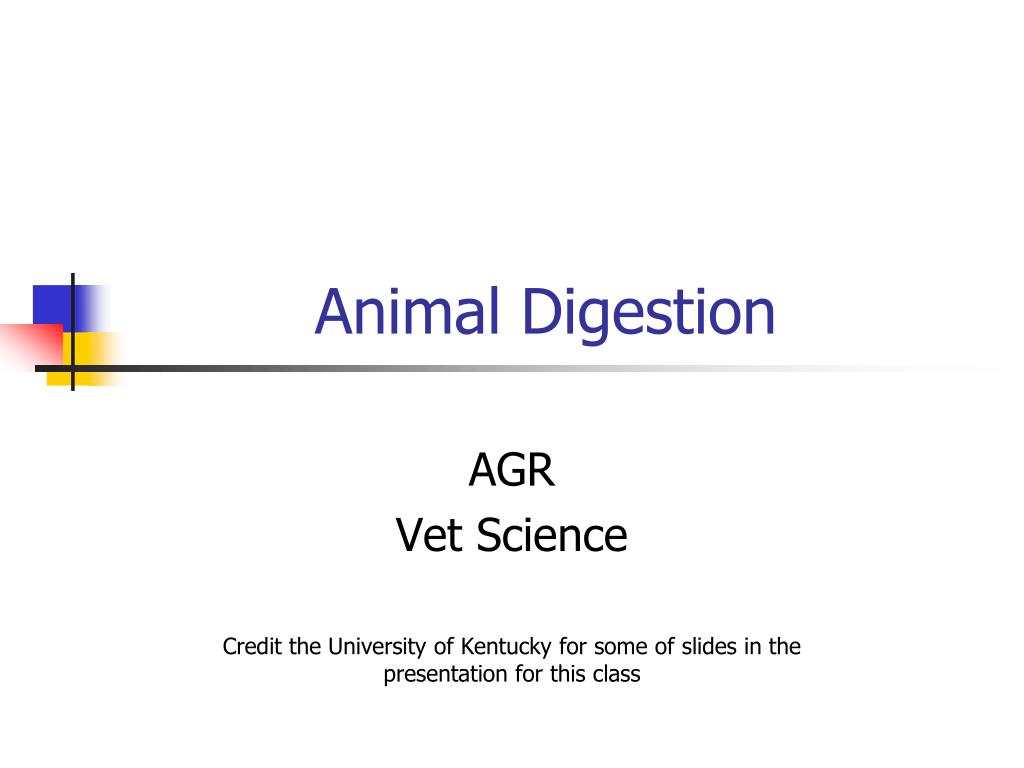 PPT - Animal Digestion PowerPoint Presentation, free download - ID:6644821