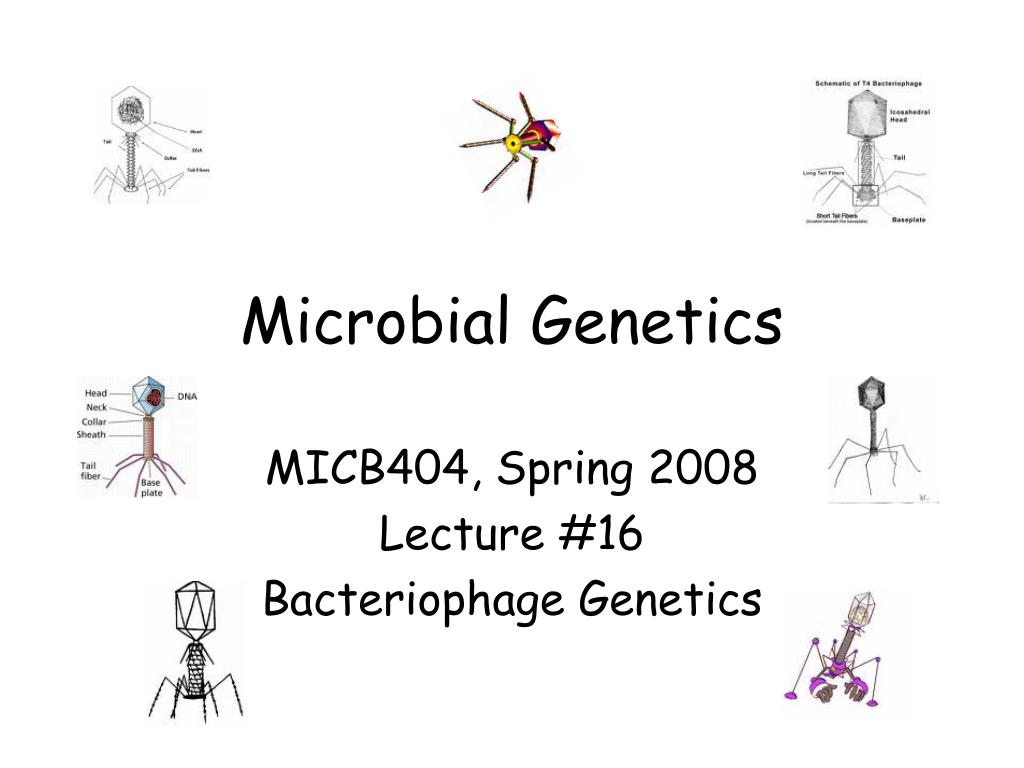 PPT - Microbial Genetics PowerPoint Presentation, free download - ID ...