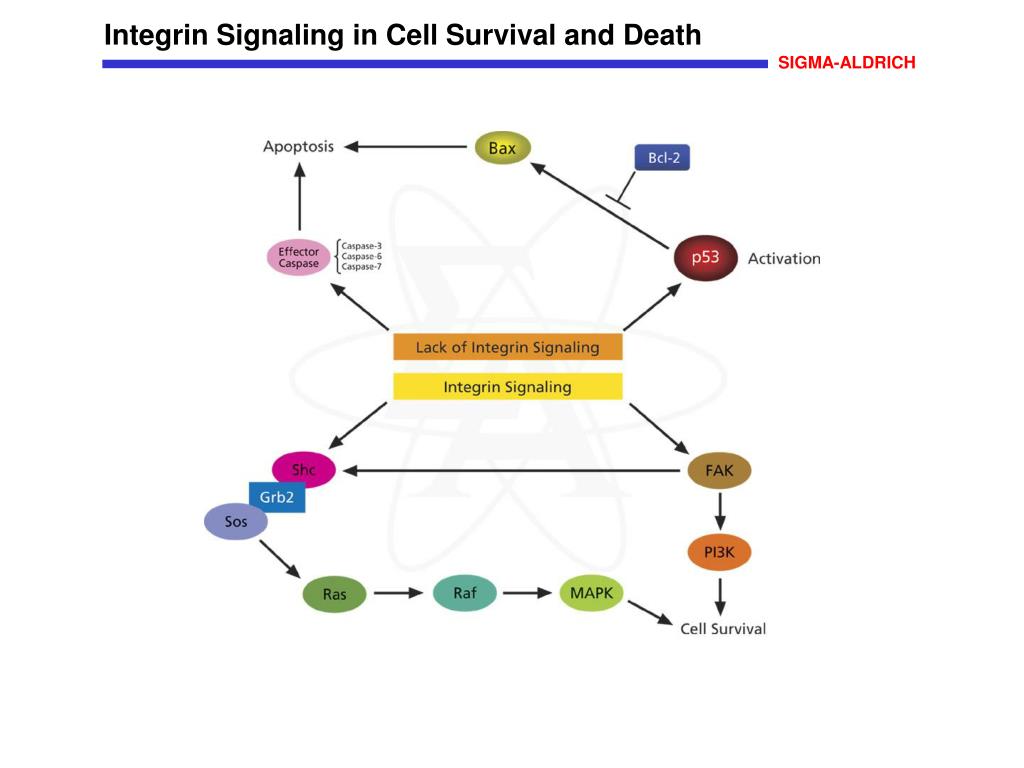 PPT - Integrin Signaling in Cell Survival and Death PowerPoint ...