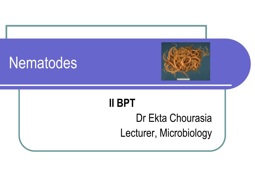PPT - Nematodes PowerPoint Presentation, free download - ID:6660512