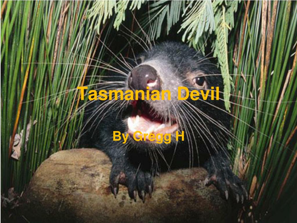 PPT - Tasmanian Devil PowerPoint Presentation, free download - ID:6660741