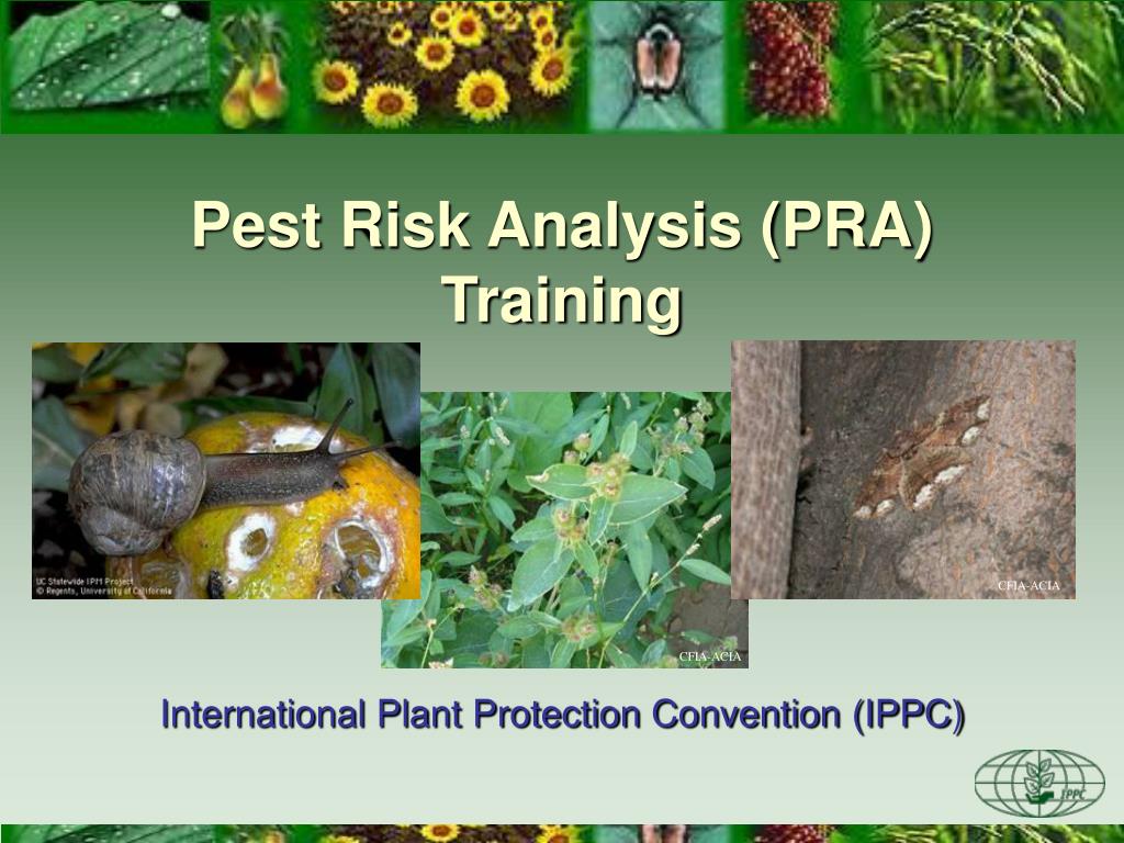 PPT - Pest Risk Analysis (PRA) Training PowerPoint Presentation, free ...