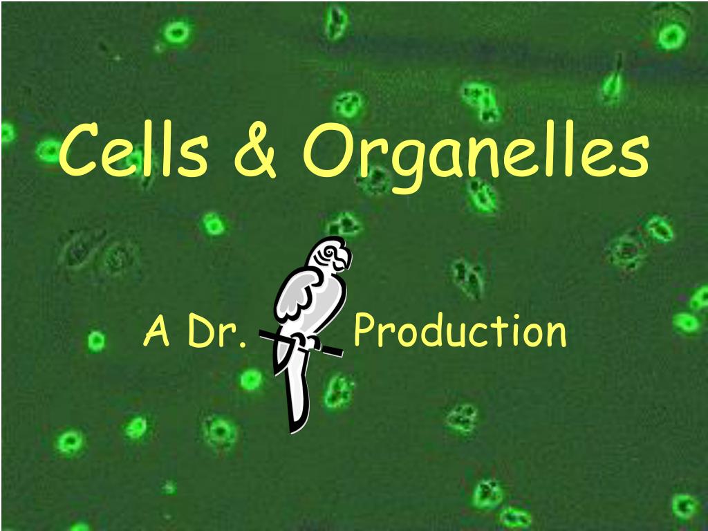 PPT - Cells & Organelles PowerPoint Presentation, free download - ID ...