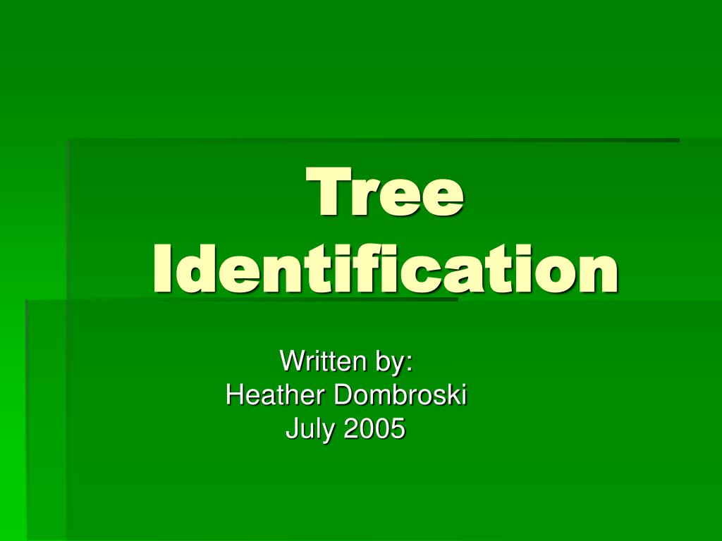 PPT - Tree Identification PowerPoint Presentation, free download - ID ...