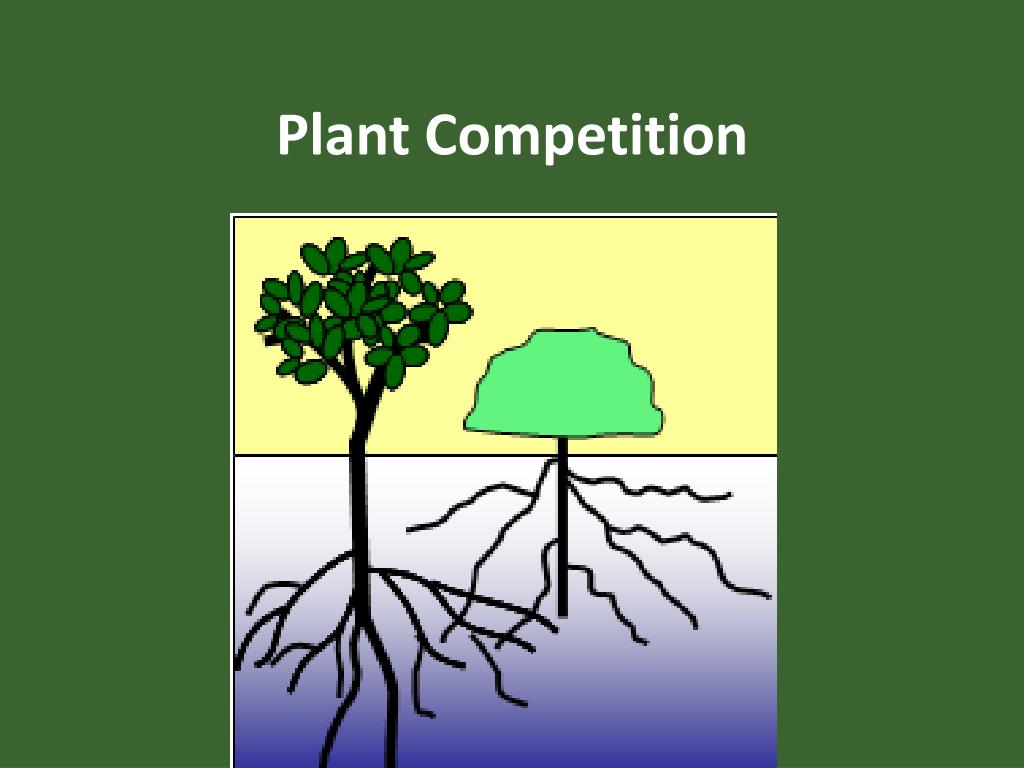 PPT - Plant Competition PowerPoint Presentation, free download - ID:6670656