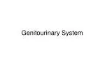 PPT - Fetal Genitourinary System PowerPoint Presentation, free download ...