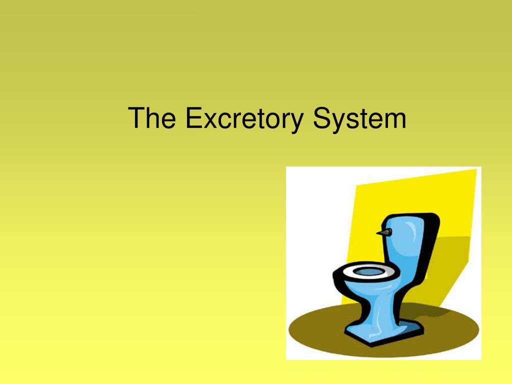 PPT - The Excretory System PowerPoint Presentation, free download - ID ...