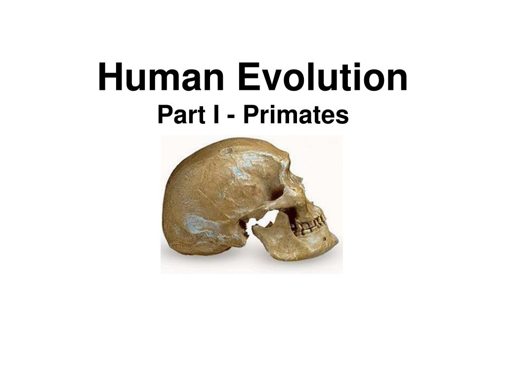 PPT - Human Evolution Part I - Primates PowerPoint Presentation, free ...