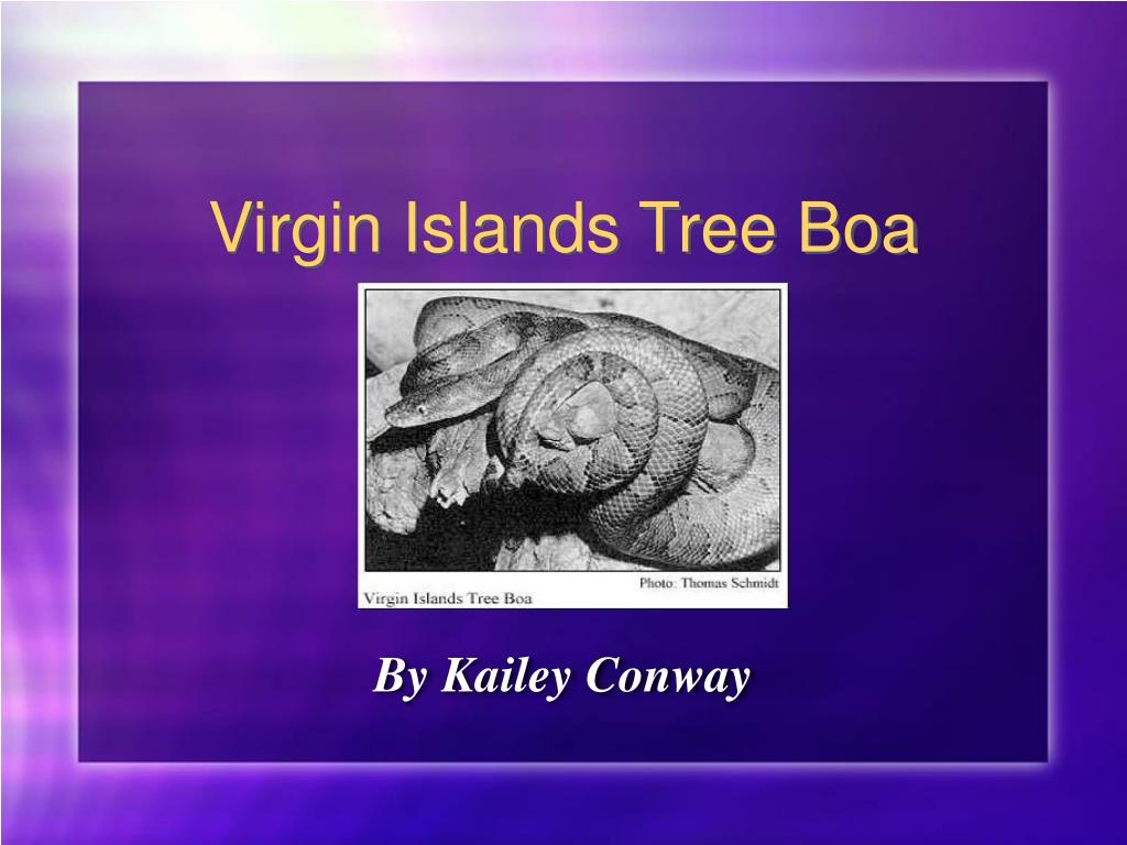 PPT - Virgin Islands Tree Boa PowerPoint Presentation, free download ...
