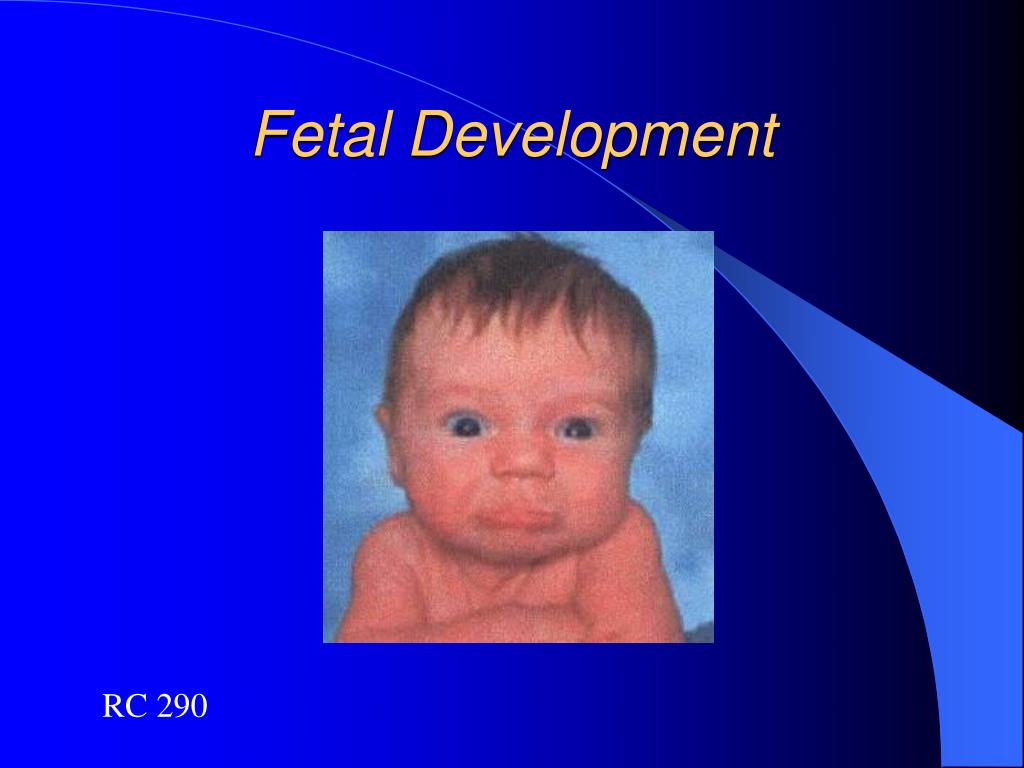 PPT - Fetal Development PowerPoint Presentation, free download - ID:6686136