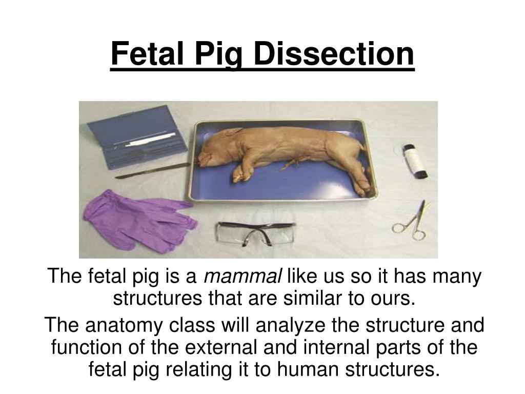 PPT - Comprehensive Guide to Fetal Pig Dissection: Anatomy and ...