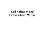 PPT - Extracellular matrix PowerPoint Presentation, free download - ID ...