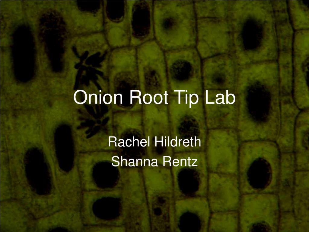PPT - Onion Root Tip Lab PowerPoint Presentation, free download - ID ...
