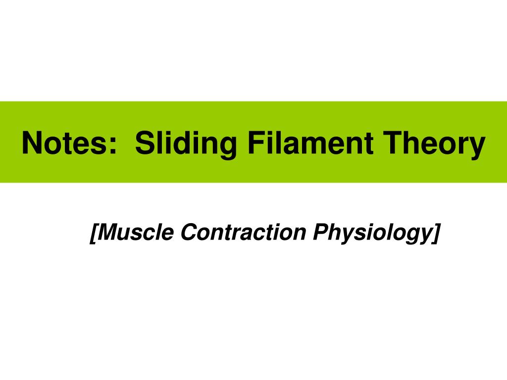 PPT - Notes: Sliding Filament Theory PowerPoint Presentation, free ...
