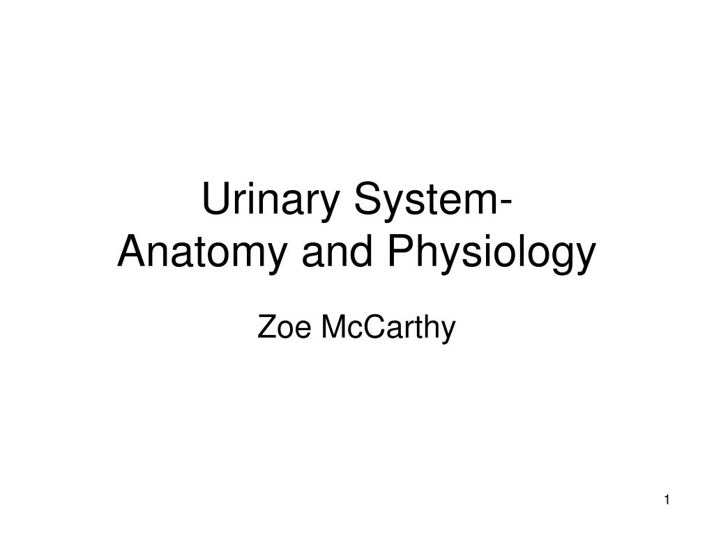 PPT - Urinary System- Anatomy and Physiology PowerPoint Presentation ...