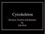 PPT - The Cytoskeleton PowerPoint Presentation, free download - ID:5340300